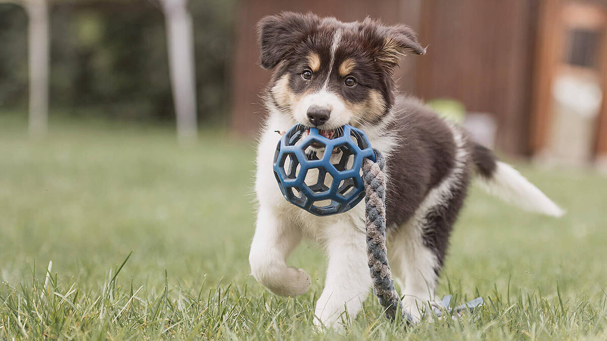 Hund sterilisieren oder kastrieren